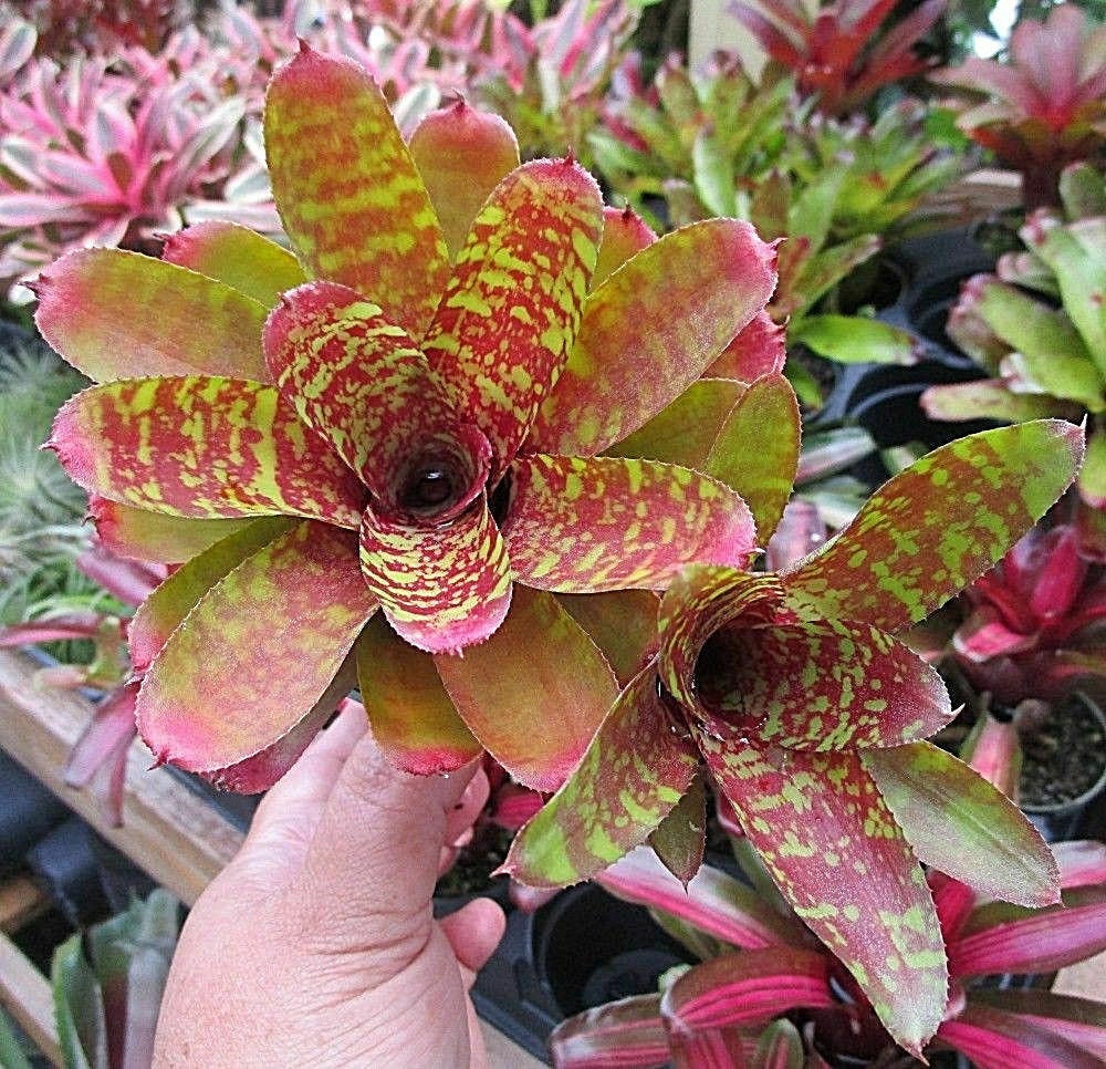 BROMELIAD Neoregelia WILD TIGER Striking Mini Hybrid - Etsy