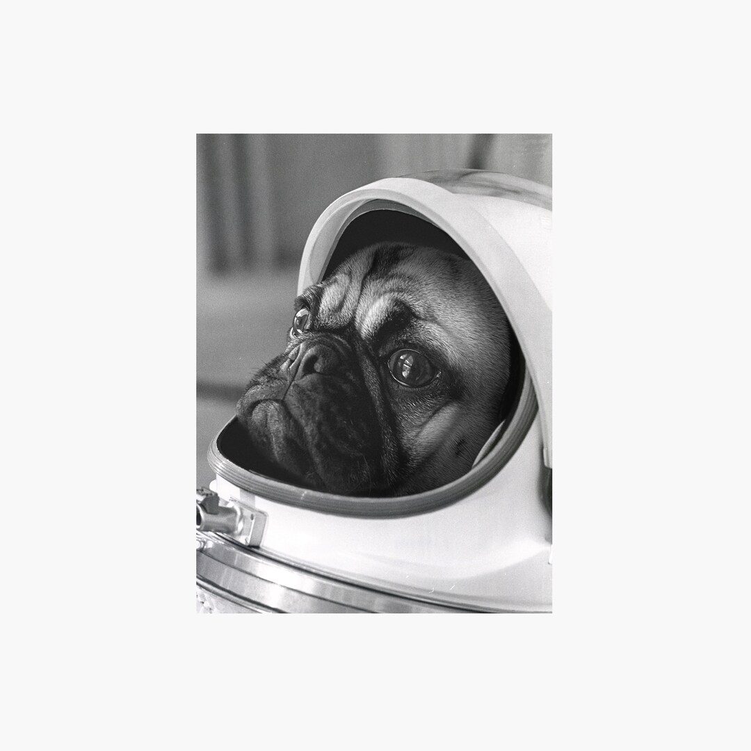 Pug Astronaut Print, Pug Gift, Wall Art, Space Poster, Printable ...