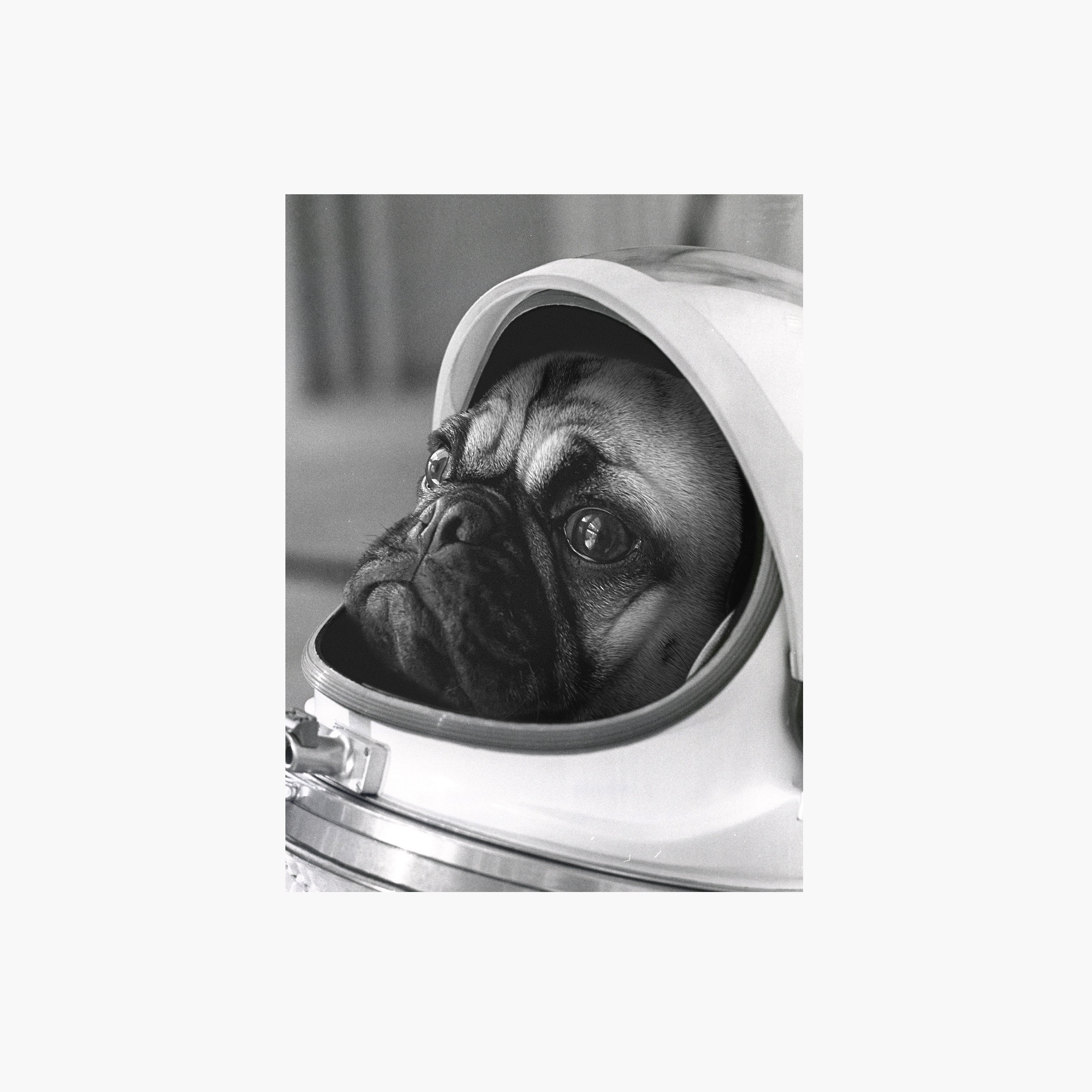 Pug Astronaut Print Pug Gift Wall Art Space Poster | Etsy