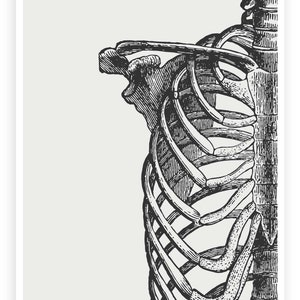 Anatomical Ribcage, PRINTABLE Gothic Wall Art, Gothic Home Decor ...