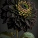 Whimsigoth Flower Decor PRINTABLE 3 Piece Wall Art Black Dahlia Dark ...