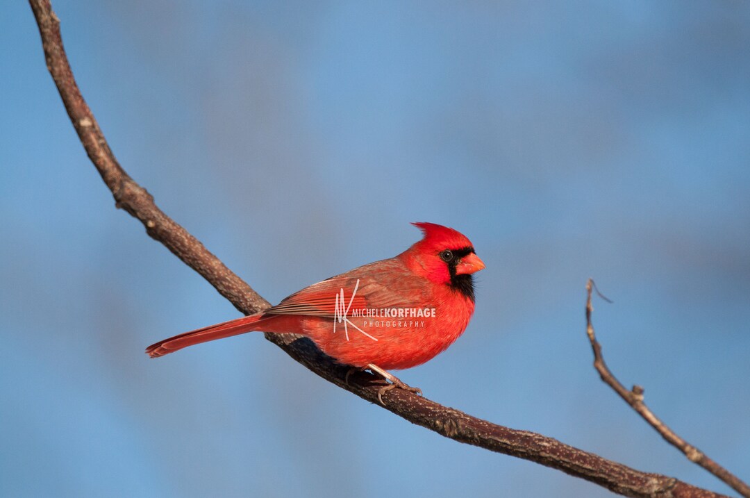 Cardinal Photo / Bird Photograph / Red / Wall Art / Home Decor / Red ...
