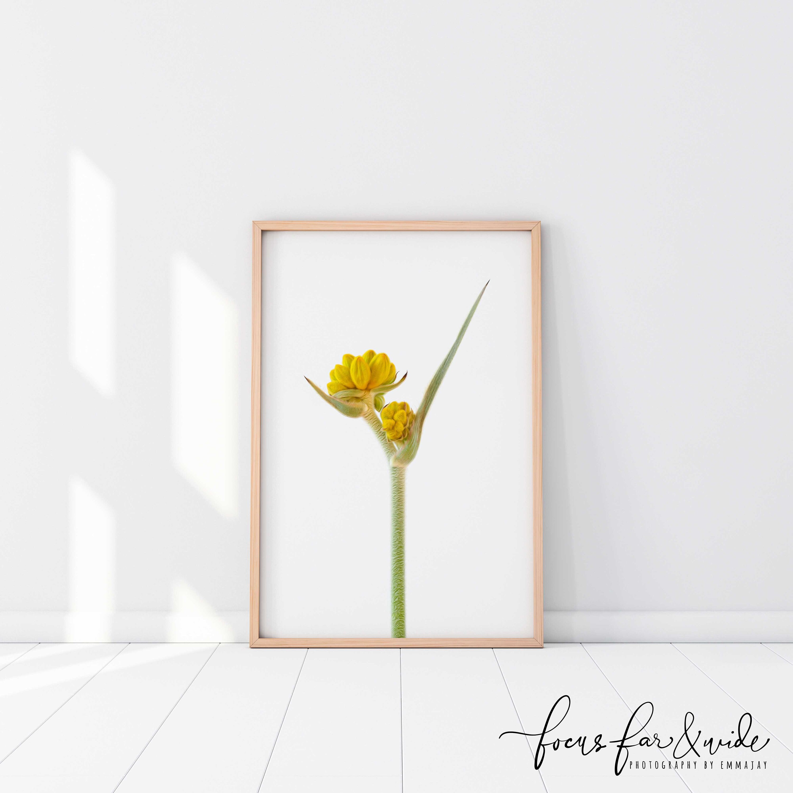 Yellow Conostylis Printable Australian Native Wildflower - Etsy
