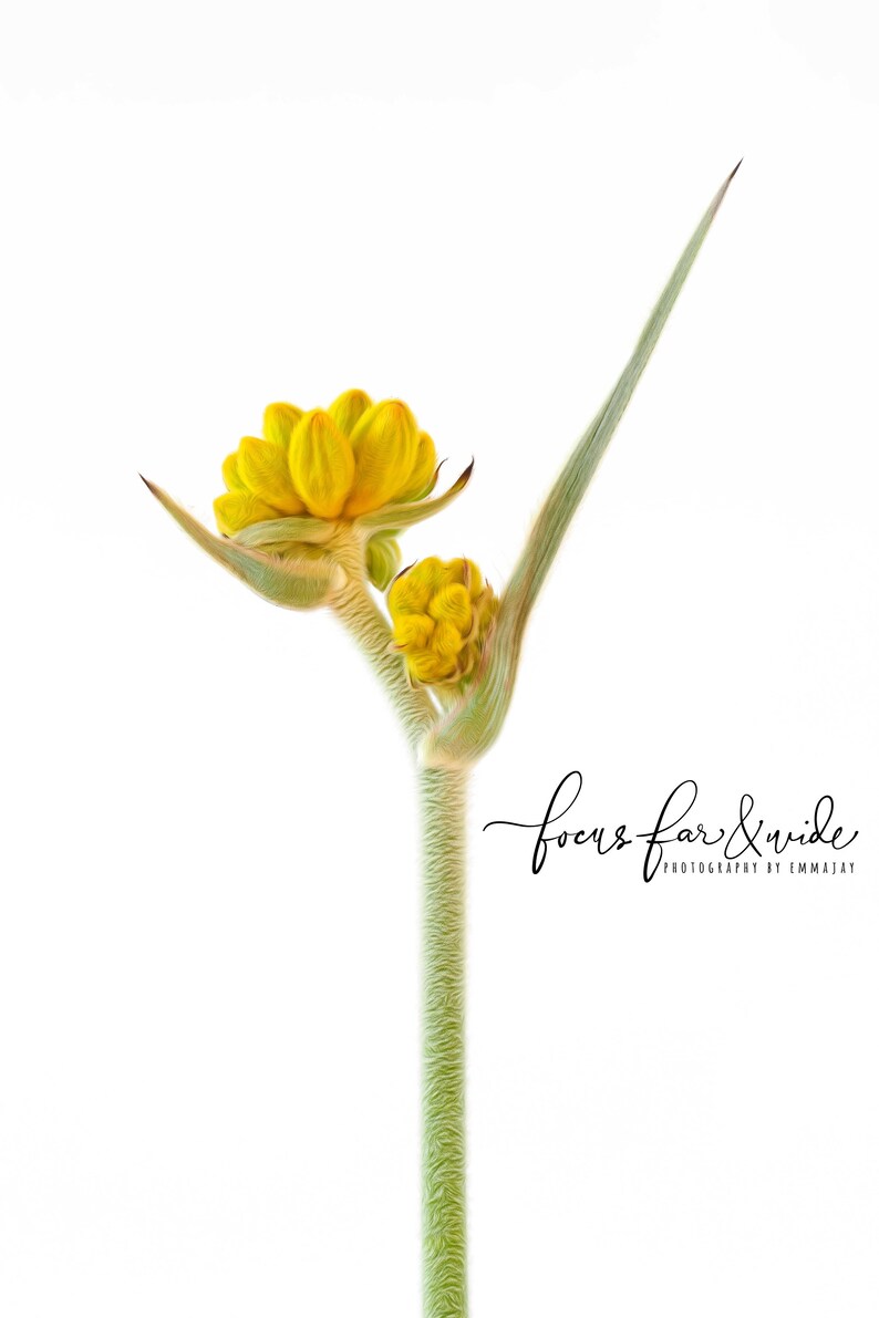 Yellow Conostylis Printable Australian Native Wildflower | Etsy