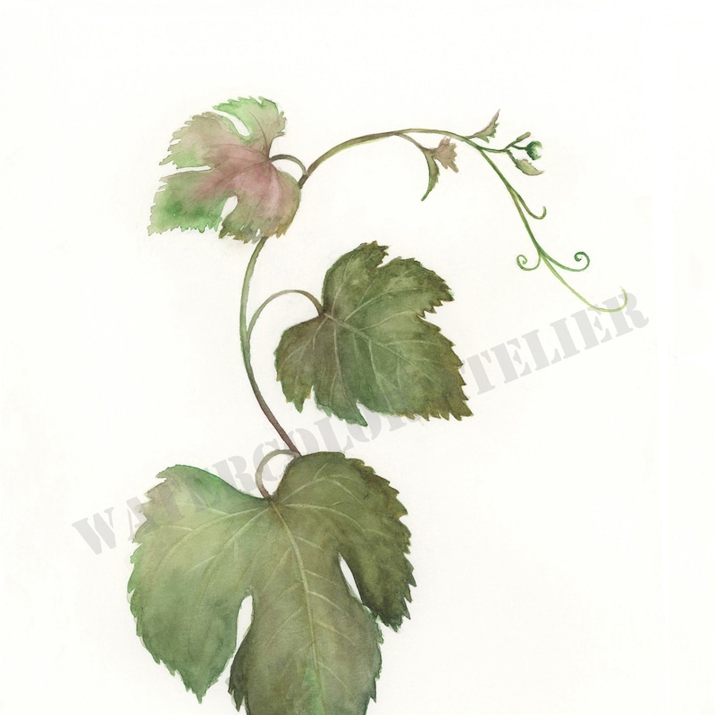 Vine Art - Etsy