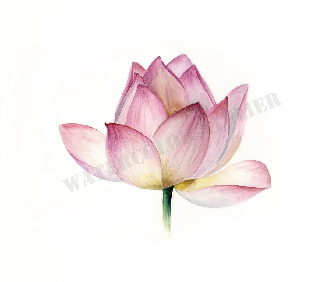 Lotus-watercolor Giclee Print, Watercolor Lotus Flower, Watercolor ...
