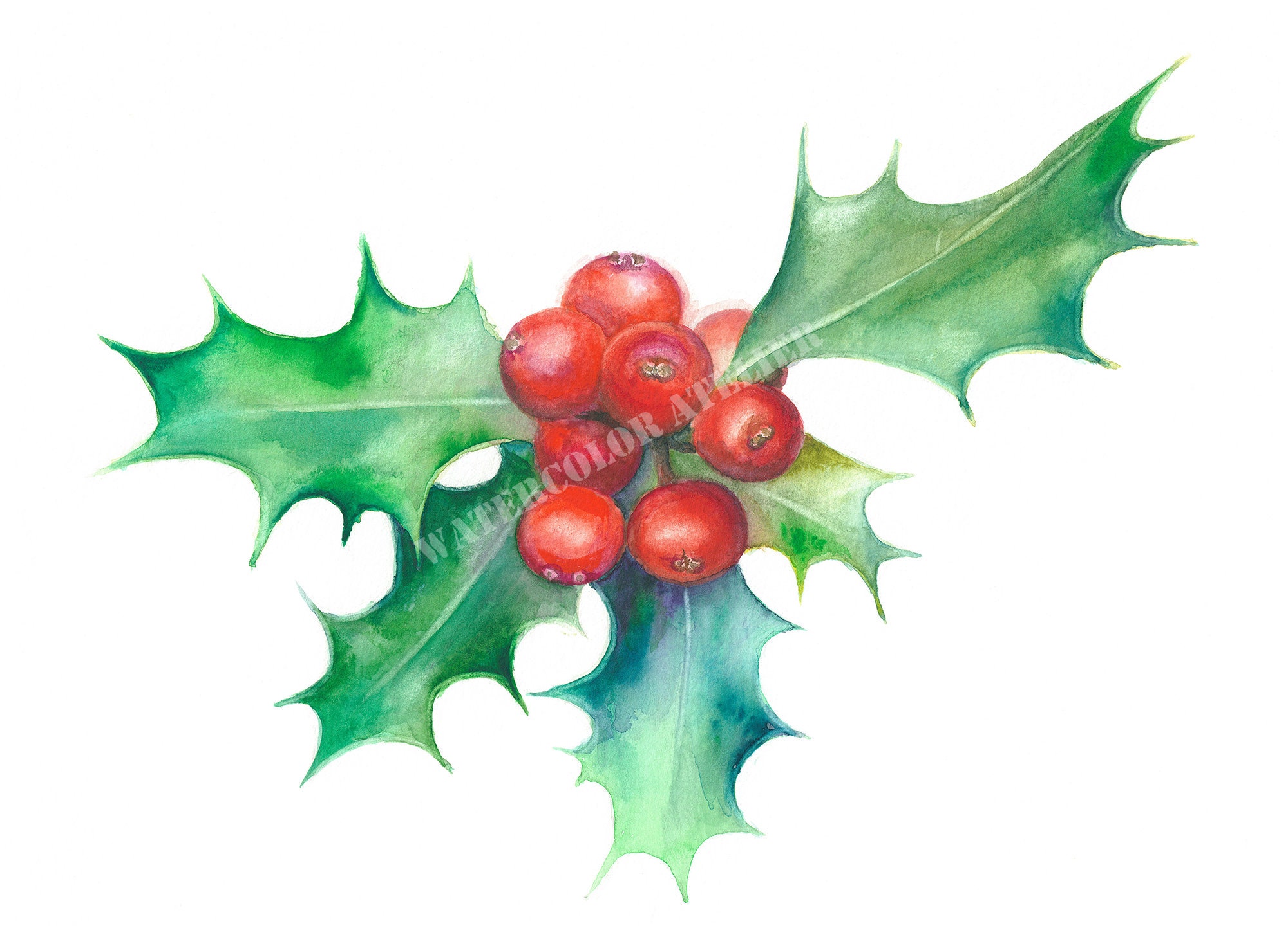 Holly-watercolor Giclee Print, Watercolor Holly Berry, Holly Berry ...