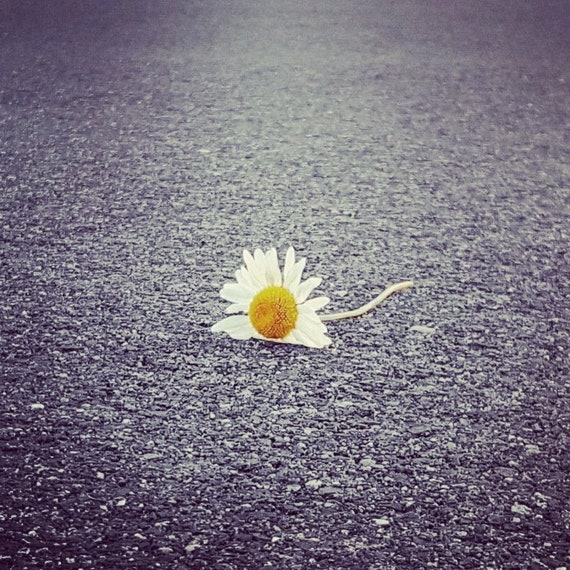 Flower Photography Daisy Poster Natural Art for Wall - Etsy