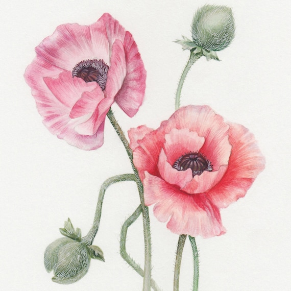 Oriental Poppies Drawings Poppy 'Red Rumble' | Thompson & Morgan