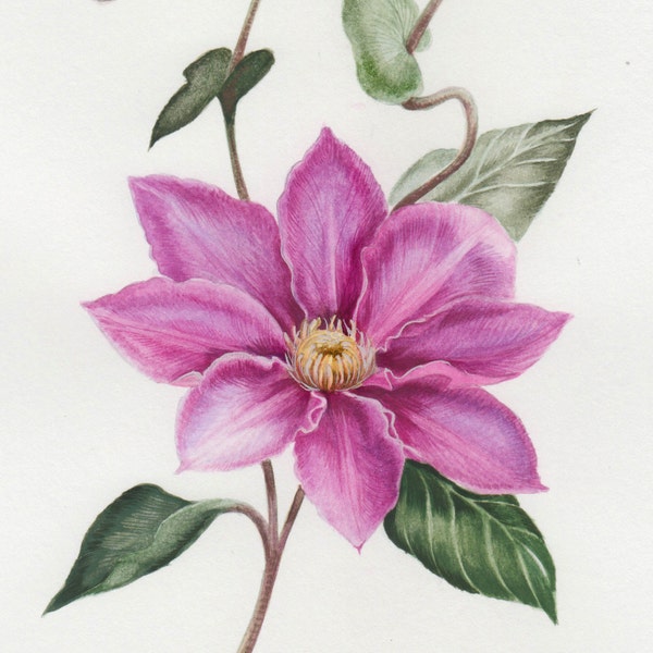 Clematis - Etsy