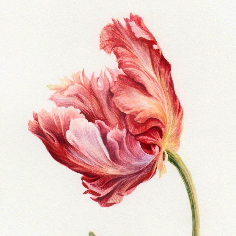 Parrot Tulip Fine Art Print - Giclee by Victoria Nelson - Etsy