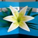 DIY Pop-up Lily Card Template SVG and PDF Files for Instant Download - Etsy