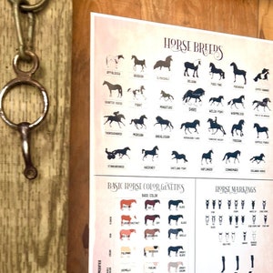 Horse Breeds, Colors, & Markings Poster, Horse Knowledge Equestrian ...