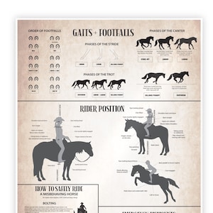 Gaits, Rider Position, & Safety Poster, Horse Knowledge Equestrian ...