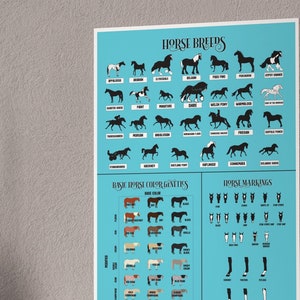 Horse Breeds, Colors, & Markings Poster, Horse Knowledge Equestrian ...