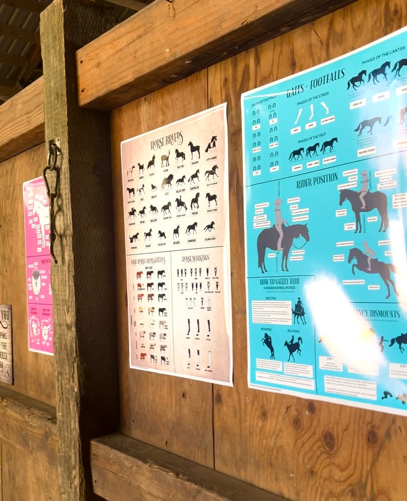 Gaits, Rider Position, & Safety Poster, Horse Knowledge Equestrian ...