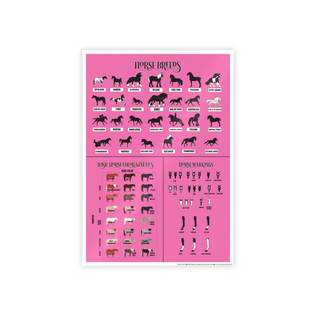 Horse Breeds, Colors, & Markings Poster, Horse Knowledge Equestrian ...