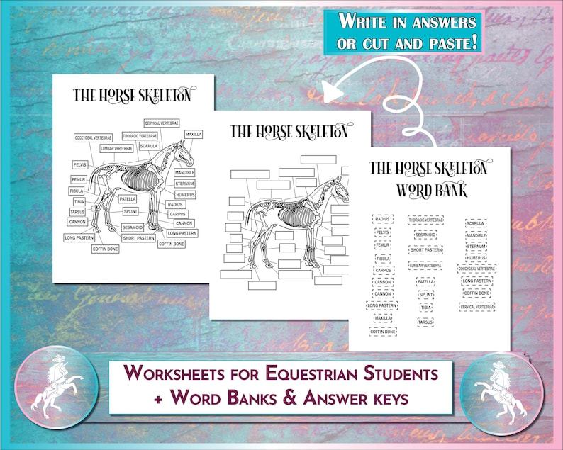 Equestrian Knowledge Diagrams & Worksheets - Horse Diagrams, Equine ...