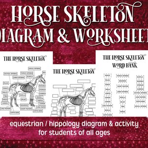 Horse Skeleton Printable Diagram, Equestrian Printable Worksheet for ...