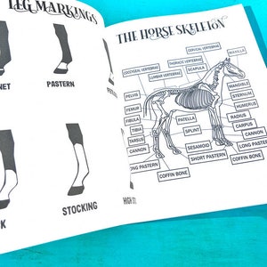 The Book of Equestrian Diagrams & Worksheets | Horse Parts and Horse ...