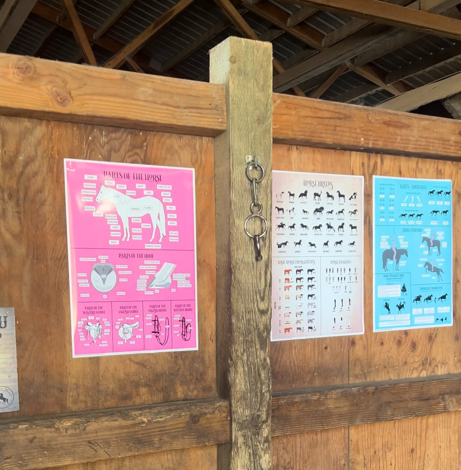 Parts of the Horse Poster, Horse Knowledge Equestrian Poster, Barn ...