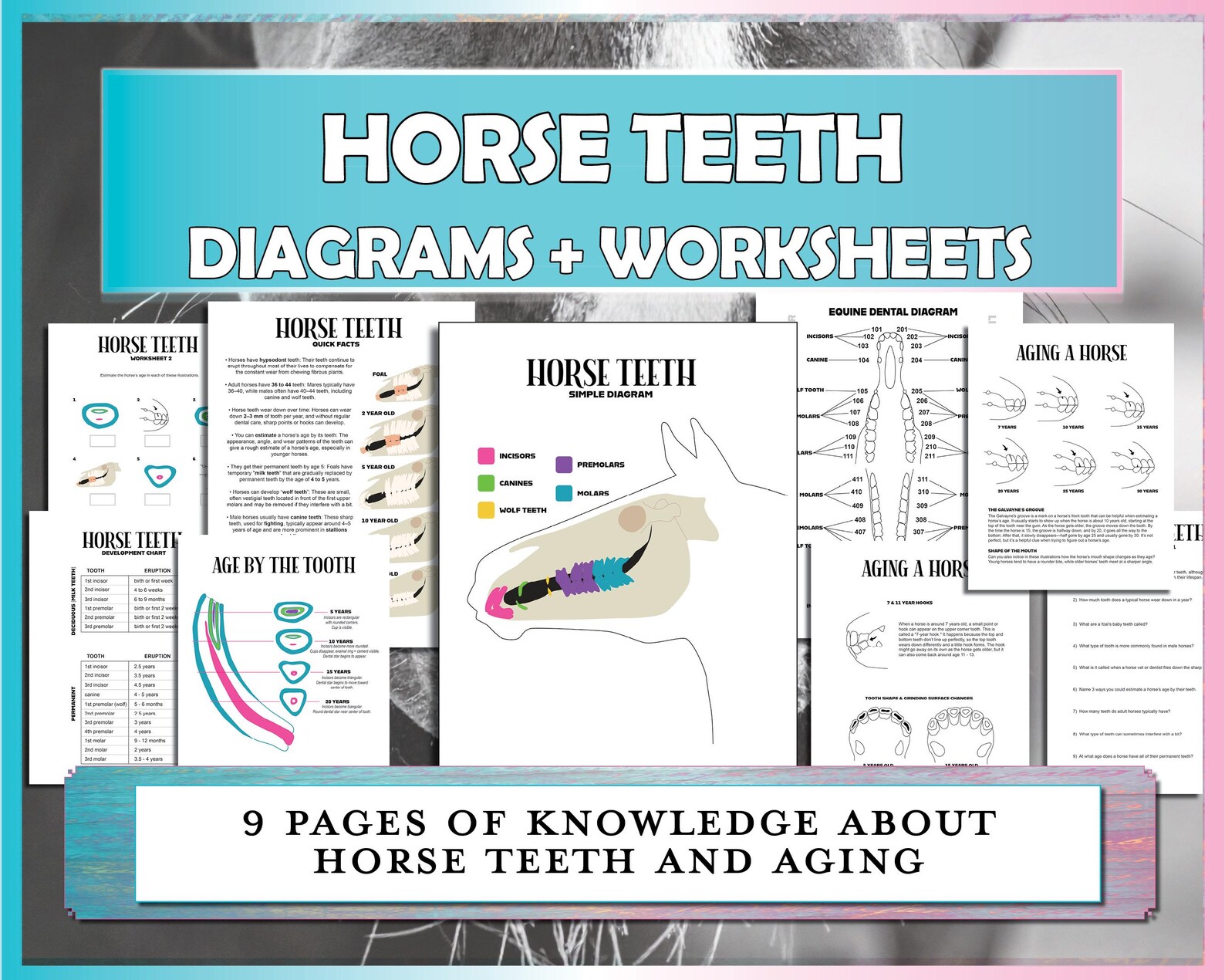 Horse Teeth Printable Bundle | Diagrams, Knowledge, & Worksheets of ...