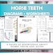 Horse Teeth Printable Bundle | Diagrams, Knowledge, & Worksheets of ...