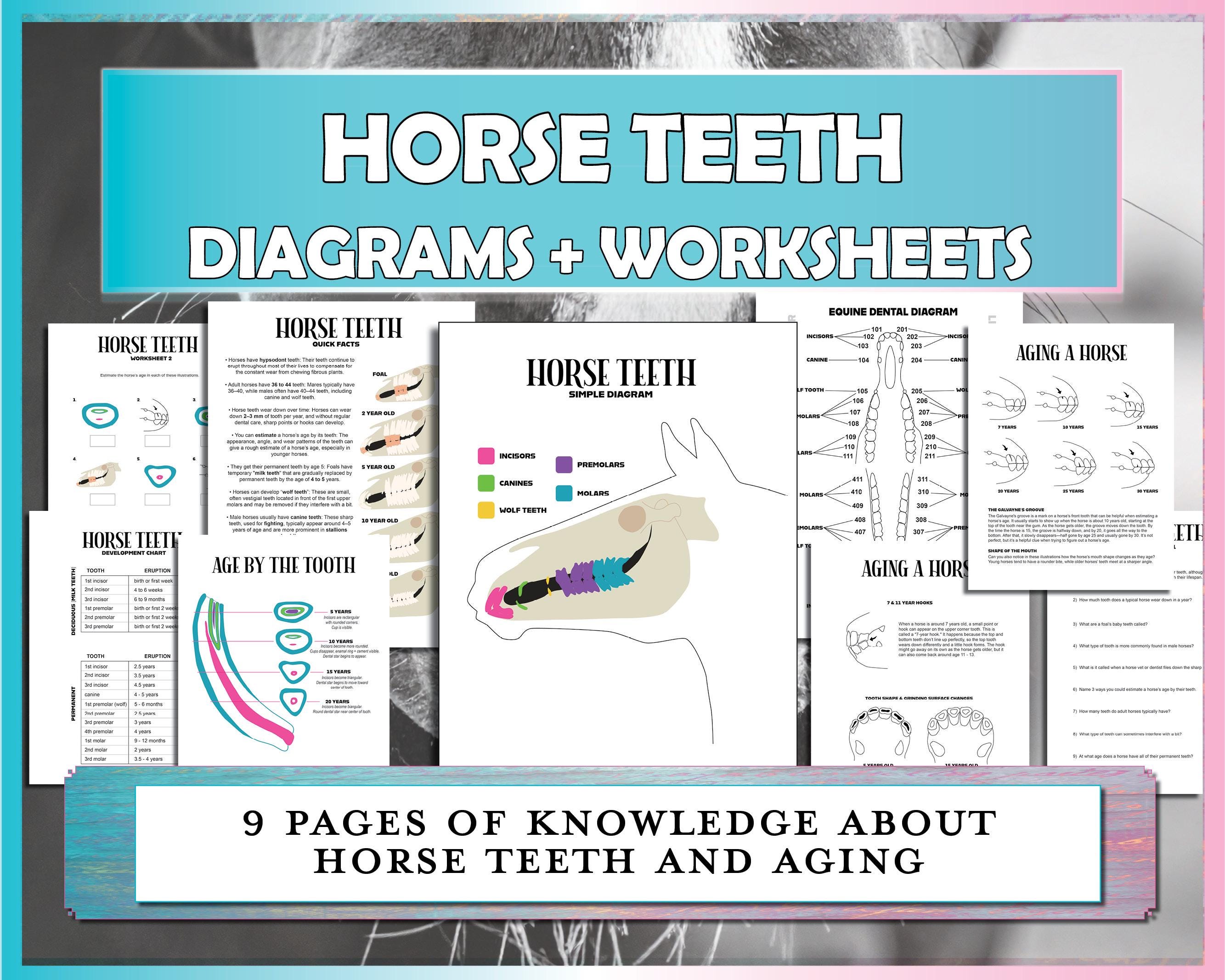 Horse Teeth Printable Bundle | Diagrams, Knowledge, & Worksheets of ...