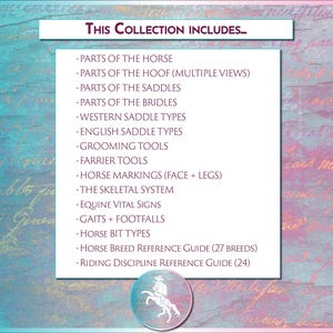 Equestrian Knowledge Diagrams & Worksheets - Horse Diagrams, Equine ...