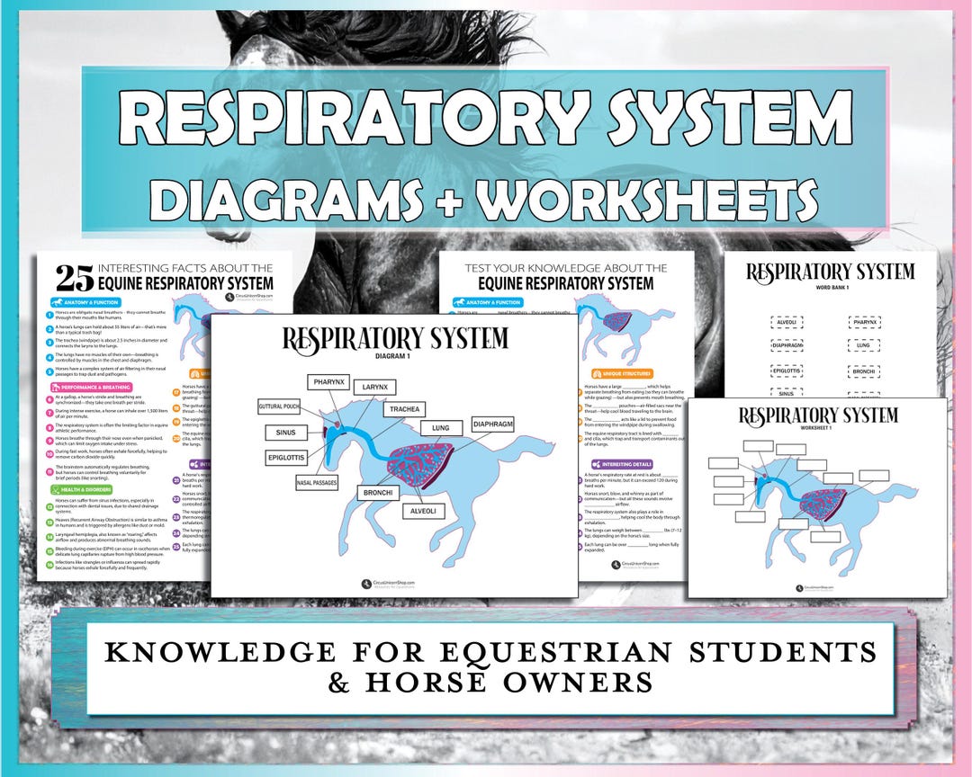 Equine Respiratory System Diagrams & Worksheets Bundle | Horse Anatomy ...