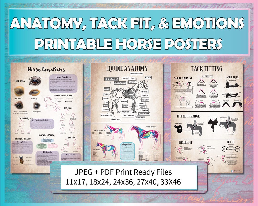 Horse Emotions, Tack Fit, Muscles & Skeleton Poster PDF/JPG Bundle ...