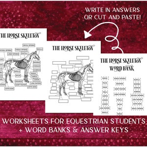 Intermediate Rider Lesson Plan MEGA Bundle Horseback Riding Exercises ...