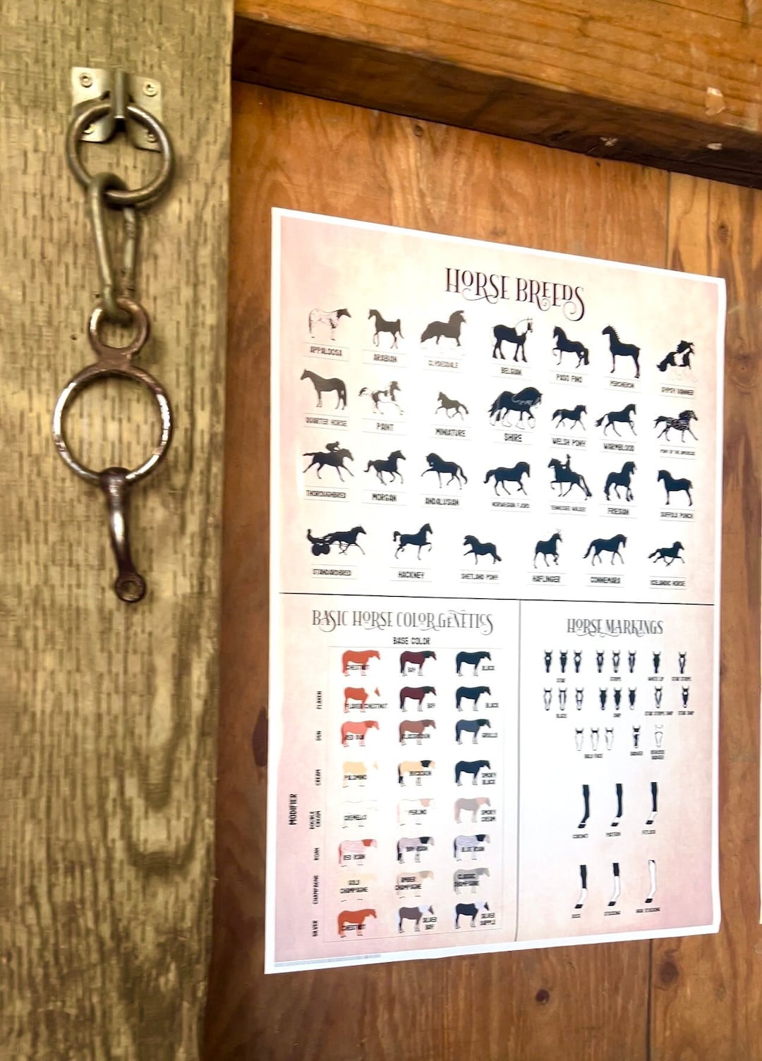 Horse Breeds, Colors, & Markings Poster, Horse Knowledge Equestrian ...