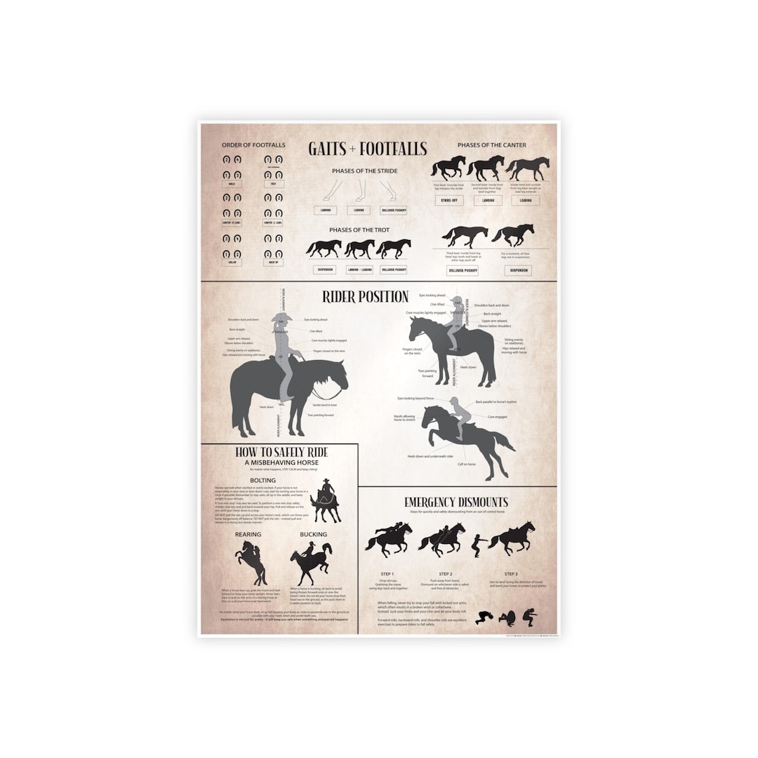 Gaits, Rider Position, & Safety Poster, Horse Knowledge Equestrian ...