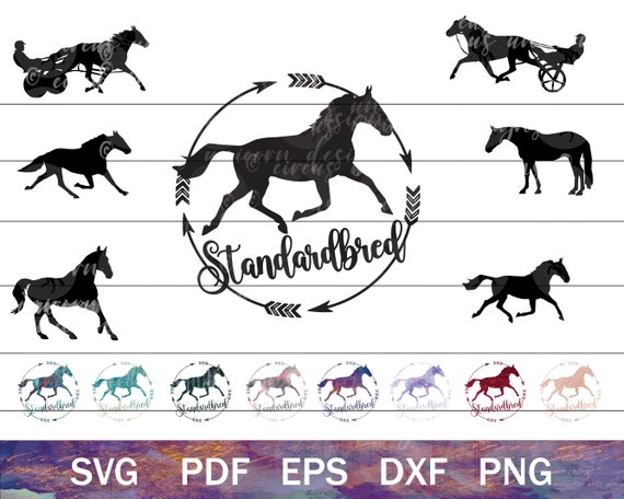 White Standardbred Horse