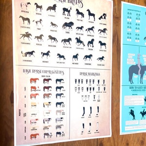 Horse Breeds, Colors, & Markings Poster, Horse Knowledge Equestrian ...