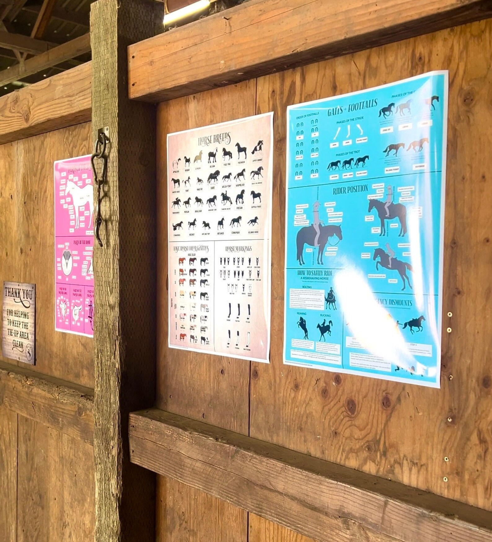 Gaits, Rider Position, & Safety Poster, Horse Knowledge Equestrian ...