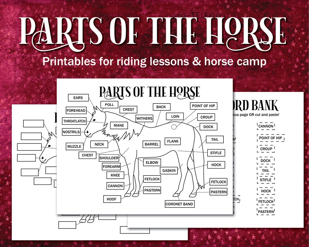 Parts of the Horse Printable Diagram, Equestrian Printable Worksheet ...