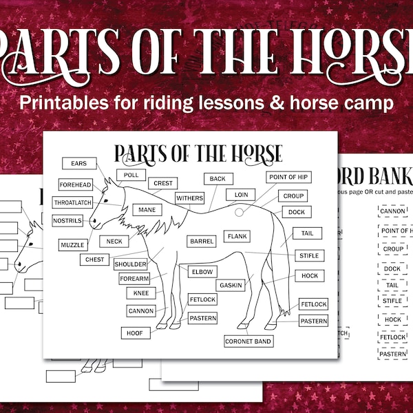 Hippology Worksheet - Etsy