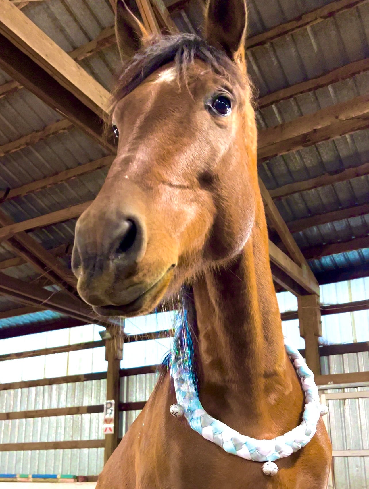 Sleigh Bells Neck Wreath for Horse or Pony | Horse Neck Wreath | Neck ...