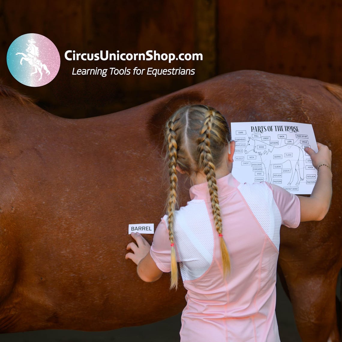 Parts of the Horse Printable Diagram, Equestrian Printable Worksheet ...
