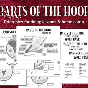 The Horse Camp MEGA Bundle 40 Equestrian Activities, Games, Exercises ...