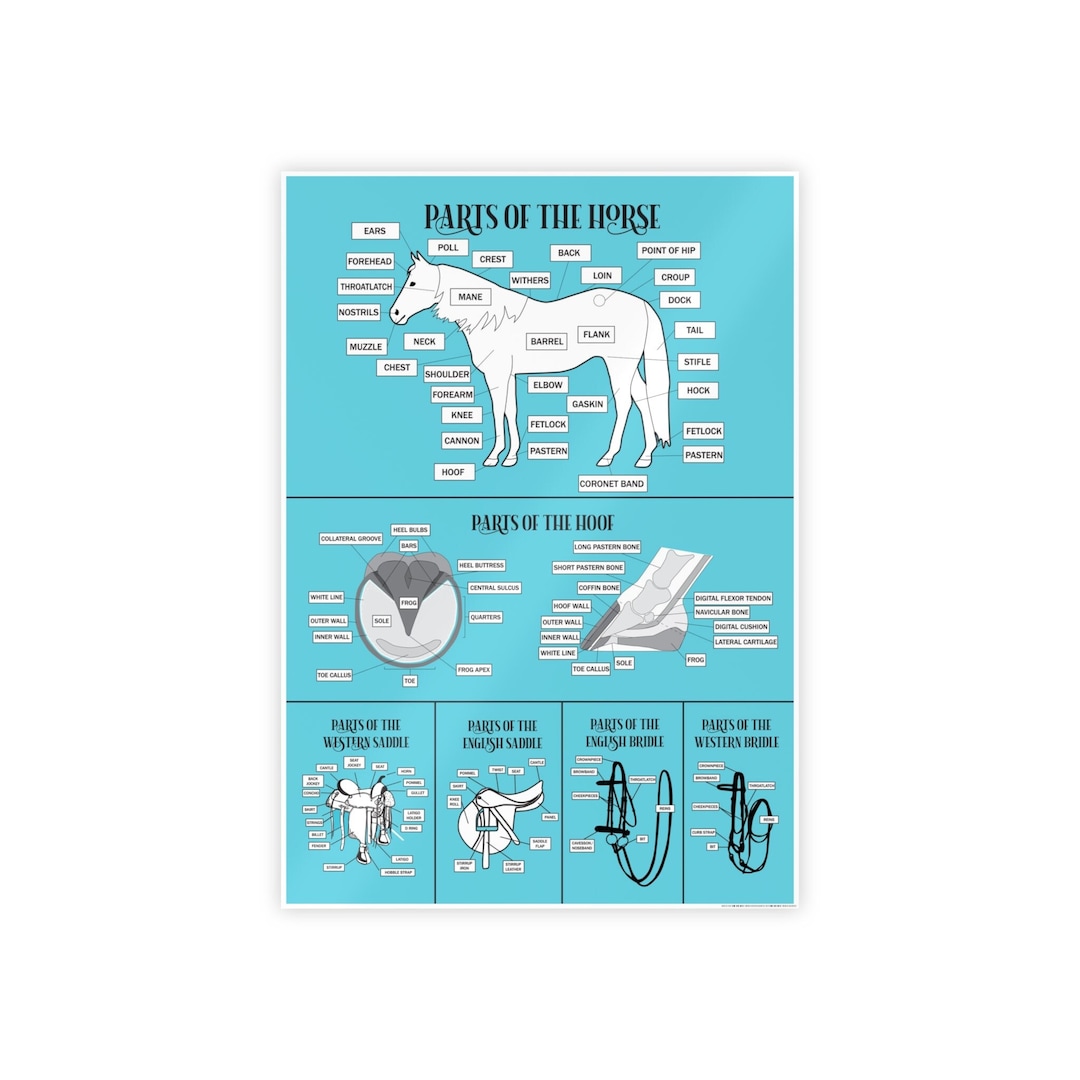 Parts of the Horse Poster, Horse Knowledge Equestrian Poster, Barn ...