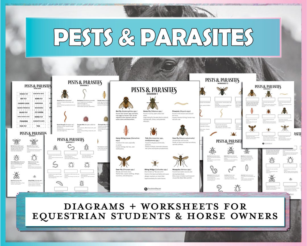 Horse Pests & Parasites Diagrams + Worksheets Bundle | Equine Pest ...