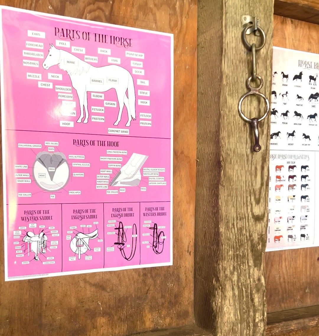 PINK Parts of the Horse Poster, Horse Knowledge Equestrian Poster, Barn ...