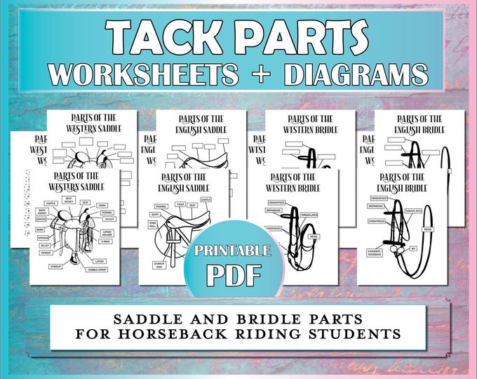 Horse Skeleton Printable Diagram, Equestrian Printable Worksheet for ...