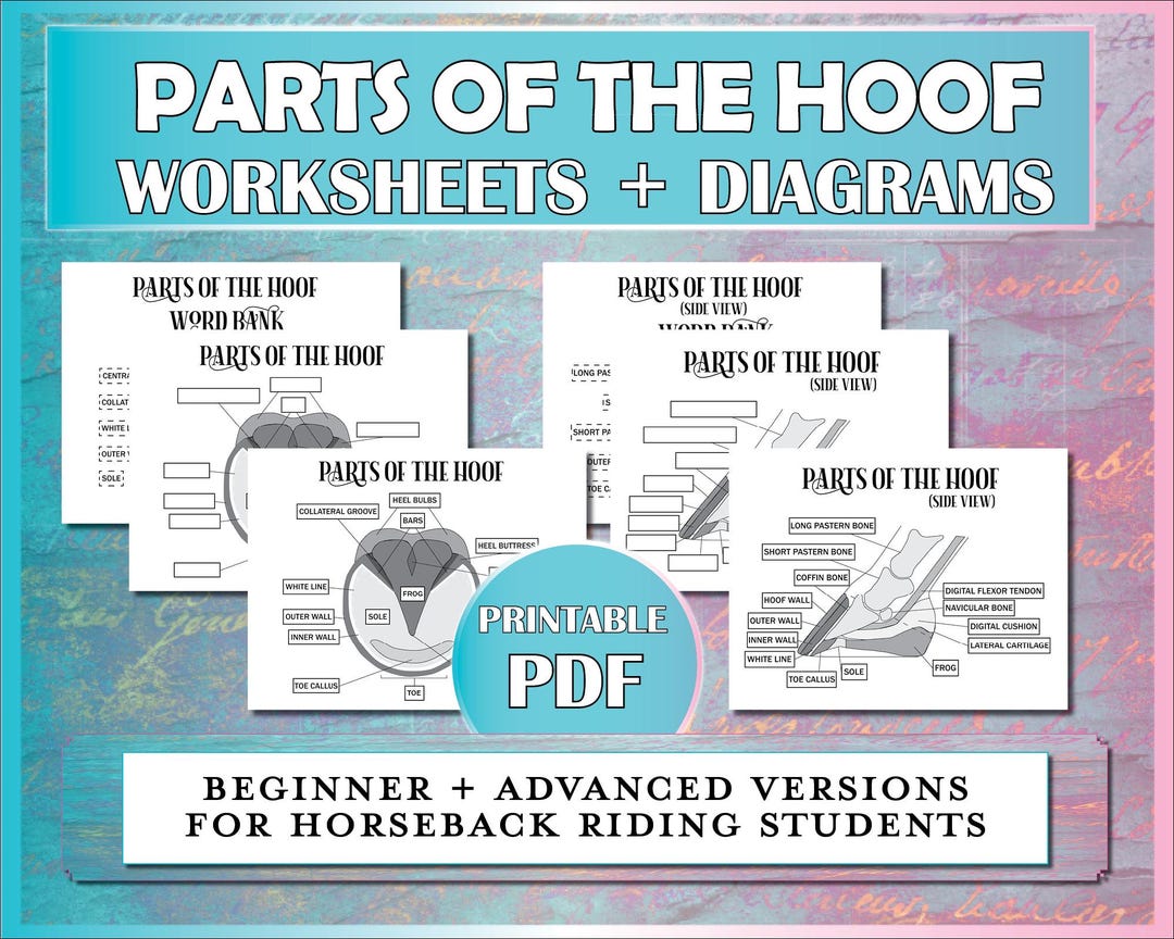 Parts of the Hoof Printable Diagram, Horse Hoof Equestrian Printable ...