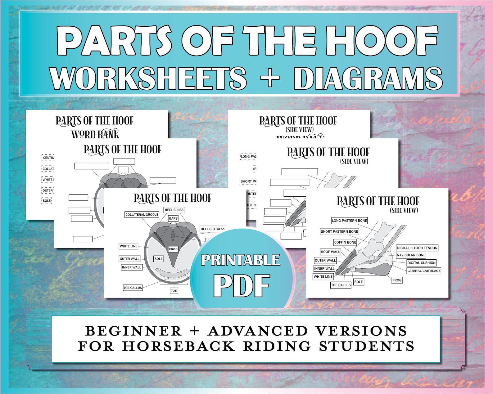 Parts of the Hoof Printable Diagram, Horse Hoof Equestrian Printable ...