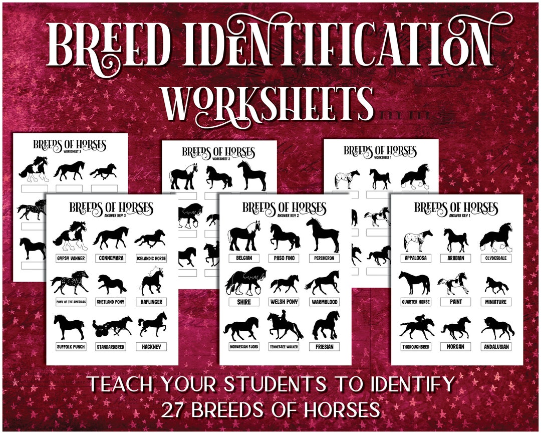 Horse Breed Identification Printable Worksheets, Horse Breeds ...