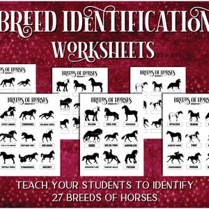 Horse Breed Identification Printable Worksheets, Horse Breeds ...